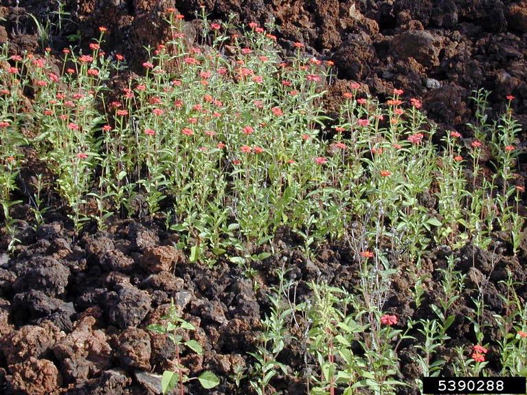 Peruvian zinnia (Zinnia peruviana)