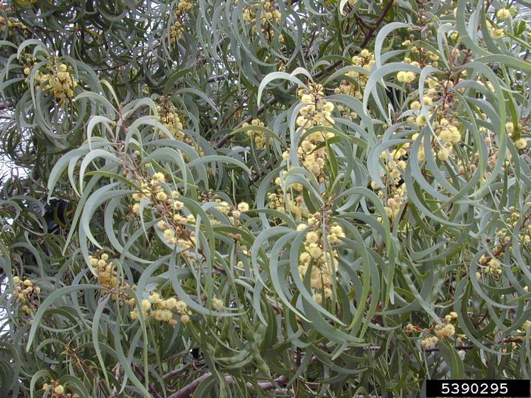 koa (Acacia koa Gray)