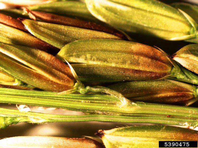 bacterial panicle blight (Burkholderia glumae)