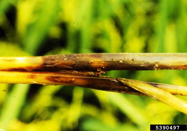 take-all root rot / sheath rot (Gaeumannomyces graminis)