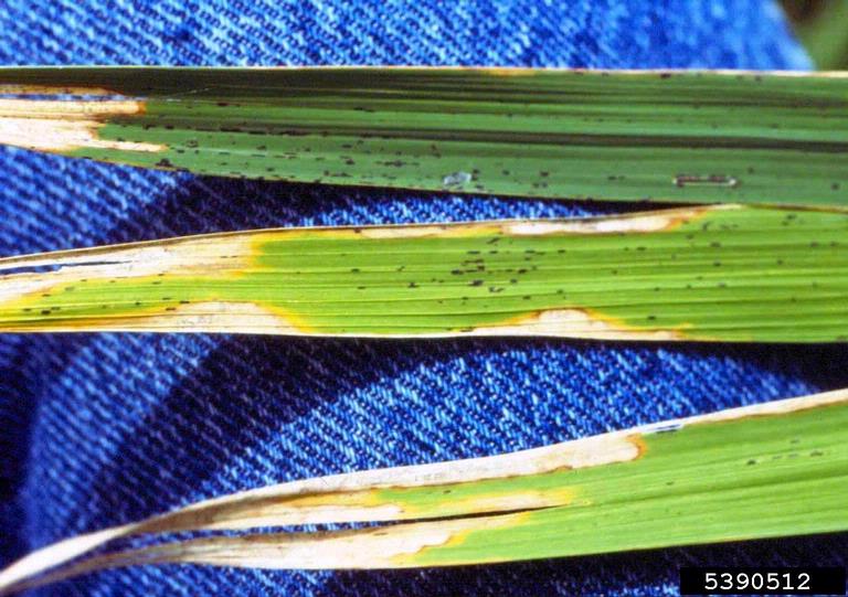 leaf scald (Monographella albescens)