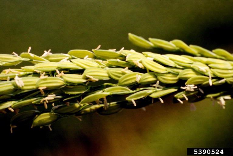 rice (Oryza sativa)