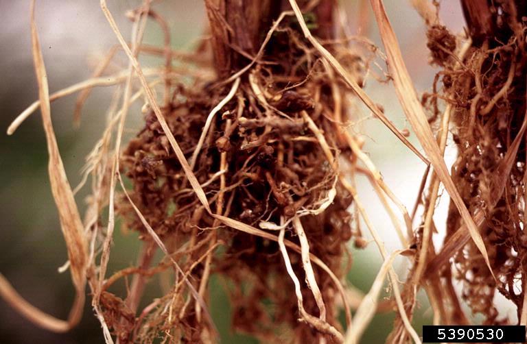 Root knot Nematode Meloidogyne Spp On Rice Oryza Sativa 5390530 Root knot Nematode Meloidogyne Spp On Rice Oryza Sativa 5390530