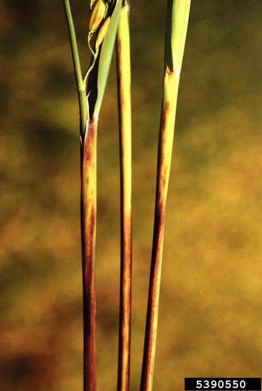 sheath rot of rice (Sarocladium oryzae)