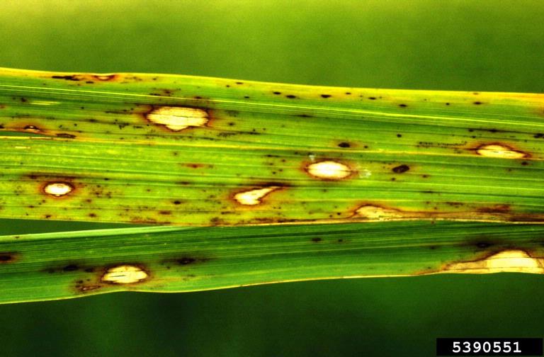 Alternaria leaf spot (Alternaria padwickii (Ganguly) M.B. Ellis)