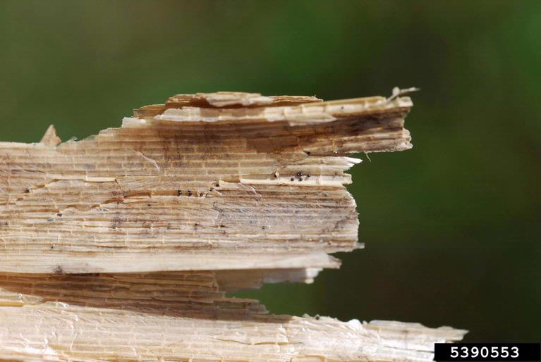 stem rot of rice (Sclerotium oryzae ) on rice (Oryza sativa ) - 5390553