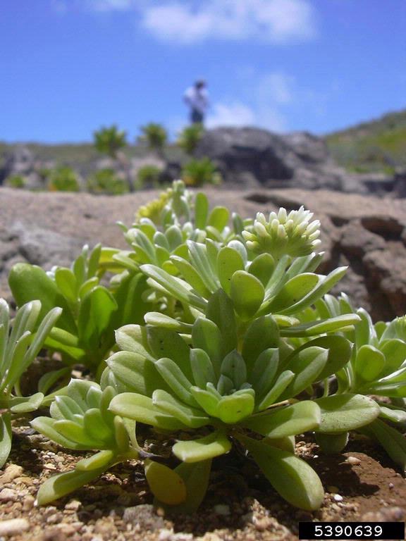 Polynesian heliotrope (Heliotropium anomalum var. argenteum)