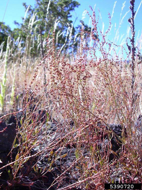 red sorrel (Rumex acetosella L.)