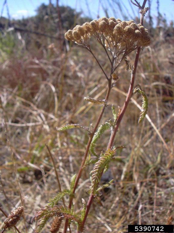 common yarrow (Achillea millefolium L.)