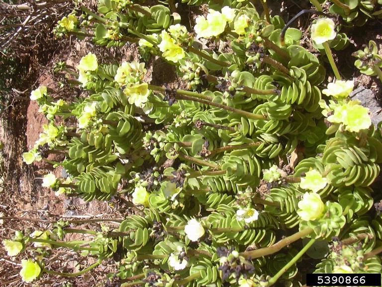 'ihi (Portulaca molokiniensis)