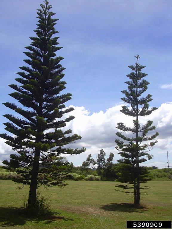 araucaria (Genus Araucaria)