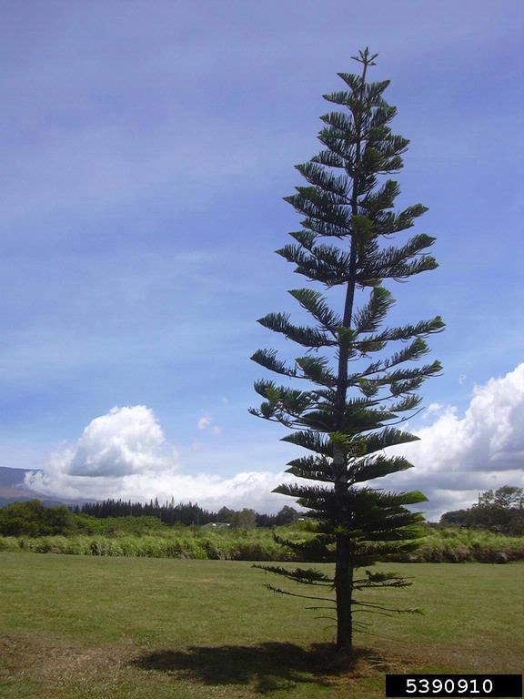 araucaria (Genus Araucaria)