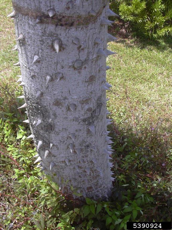 kapoktree (Ceiba pentandra)