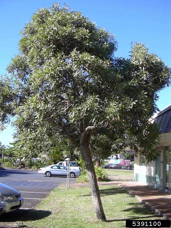 Caribbean trumpet-tree (Tabebuia aurea)