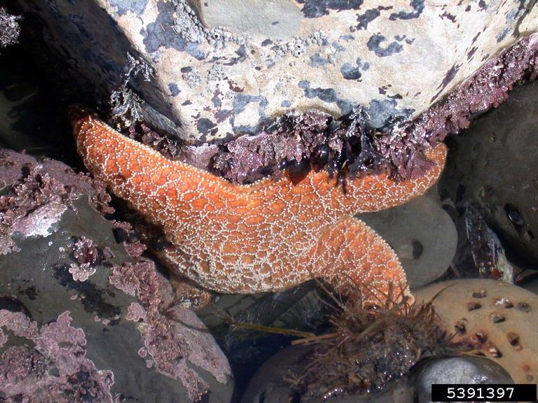 starfish, Pisaster ochraceus (Forcipulatida: Asteriidae) - 5391397