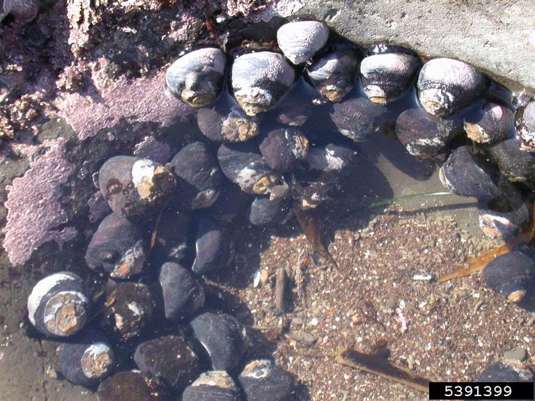 black tegula (Tegula funebralis (A. Adams, 1855))