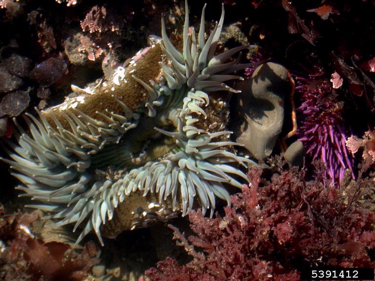 giant green anemone (Anthopleura xanthogrammica (Brandt, 1835))