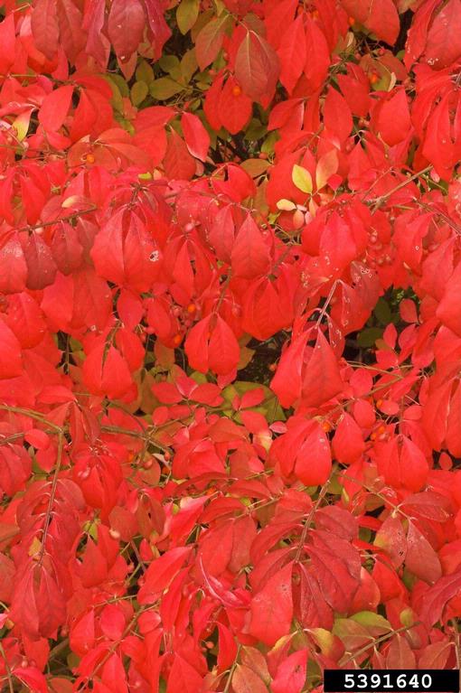 winged burning bush (Euonymus alatus (Thunb.) Sieb.)