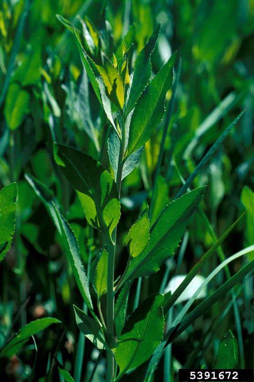 perennial pepperweed (Lepidium latifolium L.)