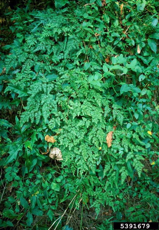 Japanese climbing fern (Lygodium japonicum)