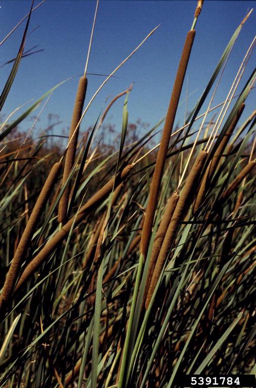common cattail (Typha latifolia L.)