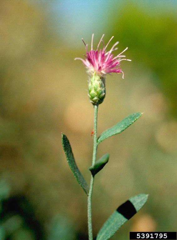 Russian knapweed (Rhaponticum repens)