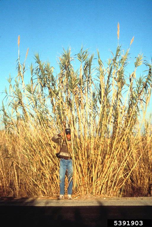 giant reed (Arundo donax L.)