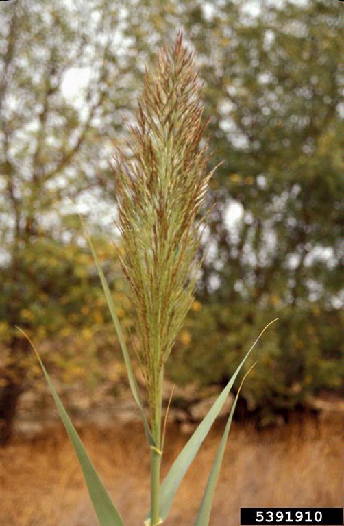 giant reed (Arundo donax L.)