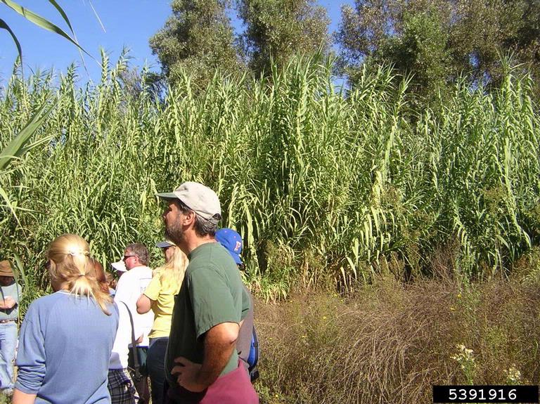 giant reed (Arundo donax L.)