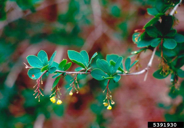 barberry (Genus Berberis)