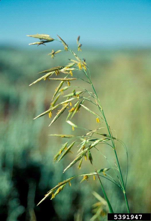 smooth brome (Bromus inermis)
