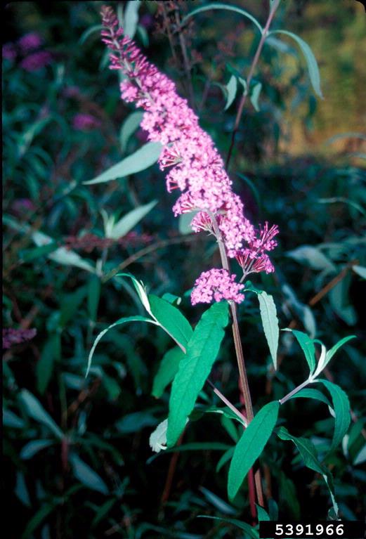 butterflybush (Buddleja davidii Franch.)
