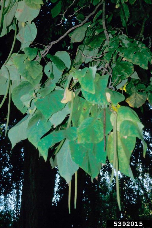 southern catalpa (Catalpa bignonioides)