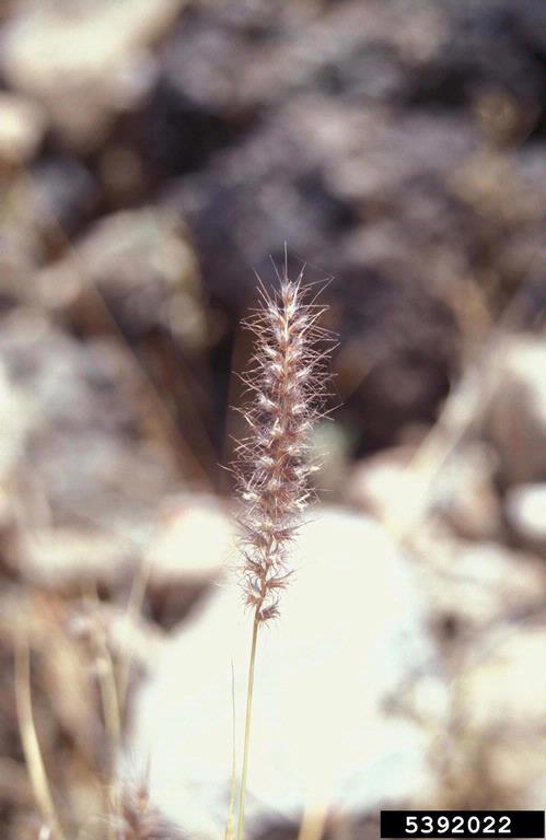 buffelgrass (Cenchrus ciliaris L.)