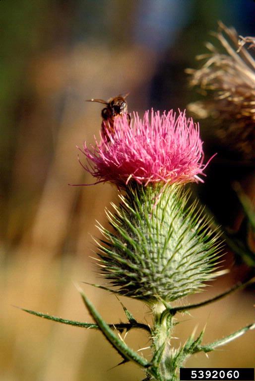bull thistle (Cirsium vulgare)