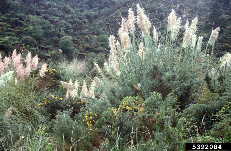 pampas grass, Cortaderia spp. (Cyperales: Poaceae) - 5392084