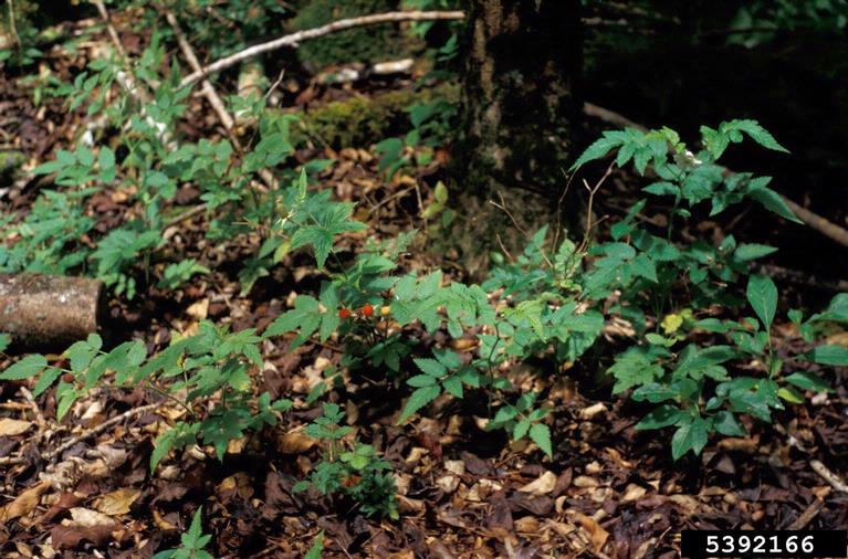 shamel ash (Fraxinus uhdei (Wenzig) Lingelsh)