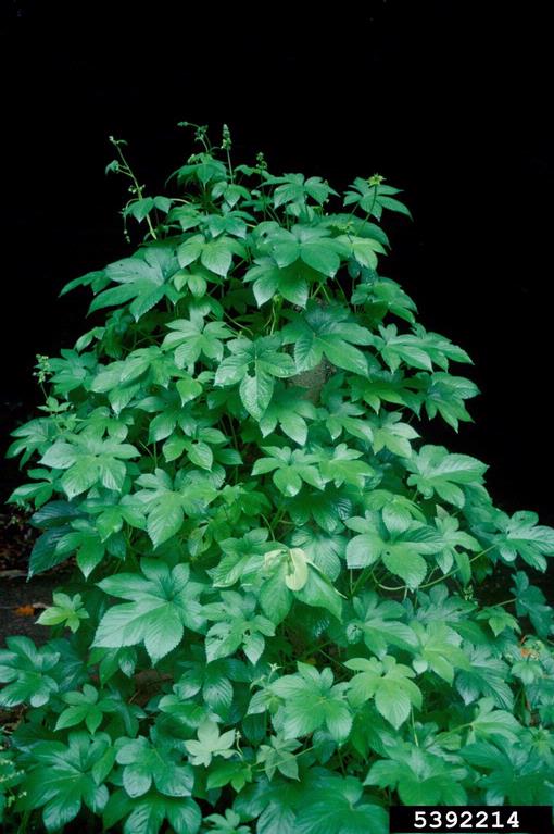 Japanese hop (Humulus japonicus)