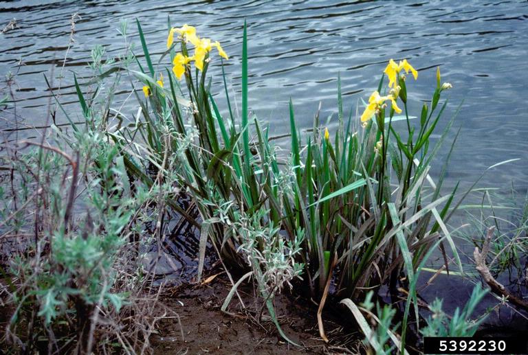 pale yellow iris, yellow flag iris, Iris pseudacorus (Liliales ...