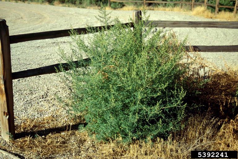 kochia (Bassia scoparia (L.) A.J. Scott)
