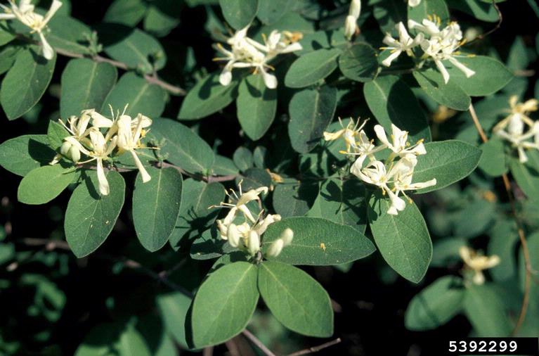 bush honeysuckles (exotic), Lonicera spp. (Dipsacales: Caprifoliaceae ...