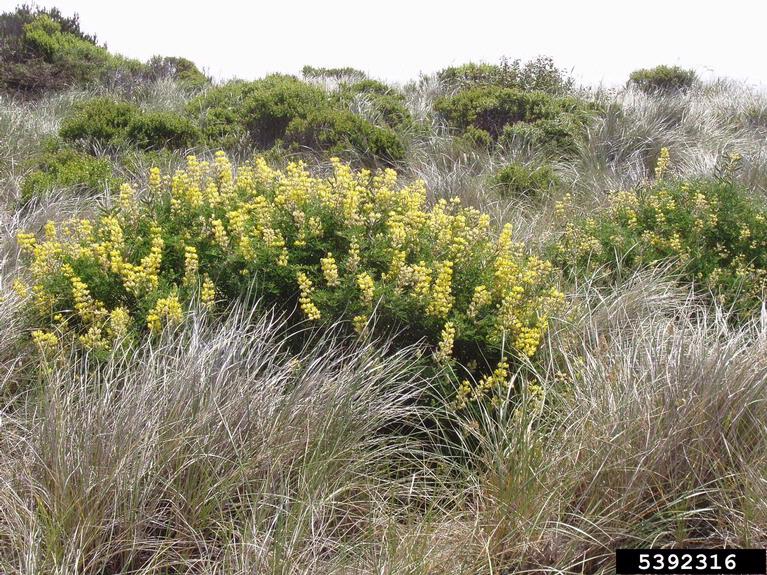 yellow bush lupine (Lupinus arboreus)