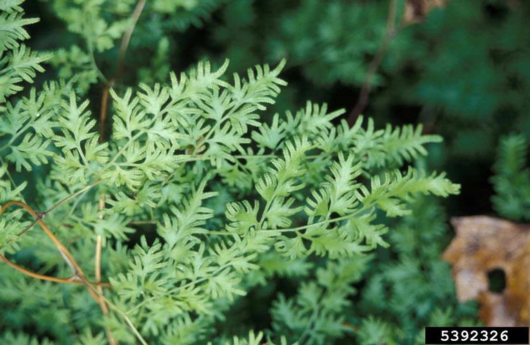 Japanese climbing fern (Lygodium japonicum)