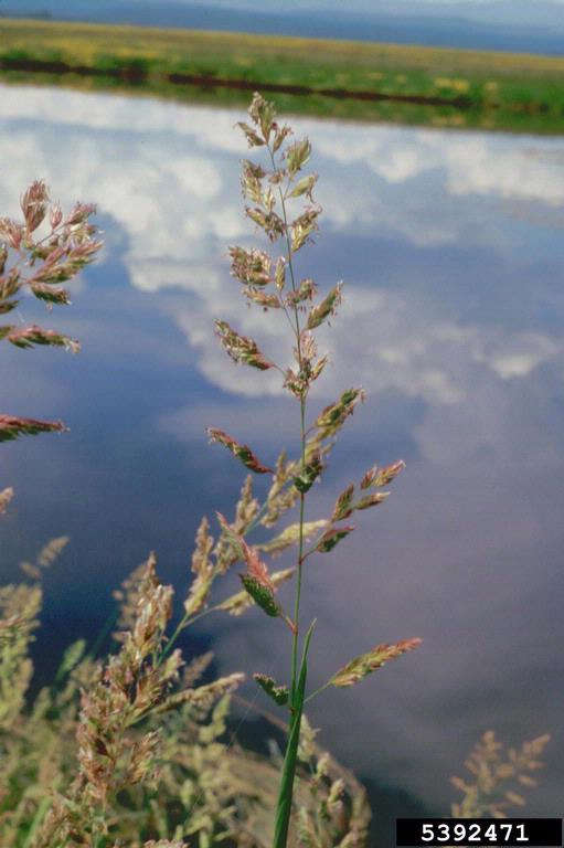 reed canarygrass (Phalaris arundinacea)