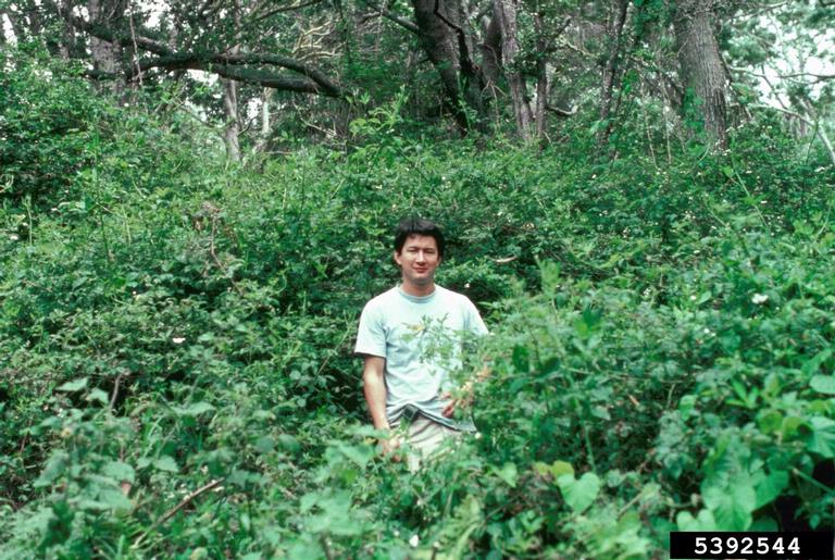 highbush blackberry (Rubus argutus Link)