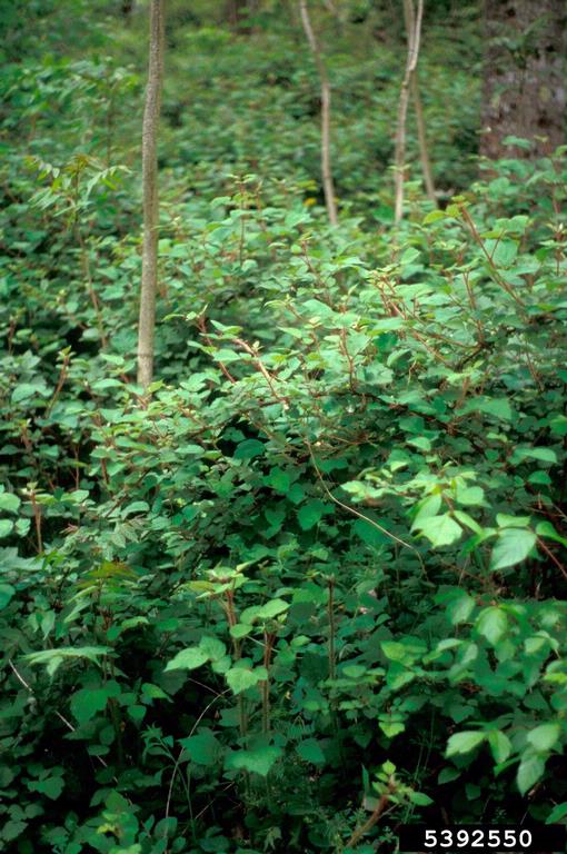 wine raspberry (Rubus phoenicolasius Maxim.)