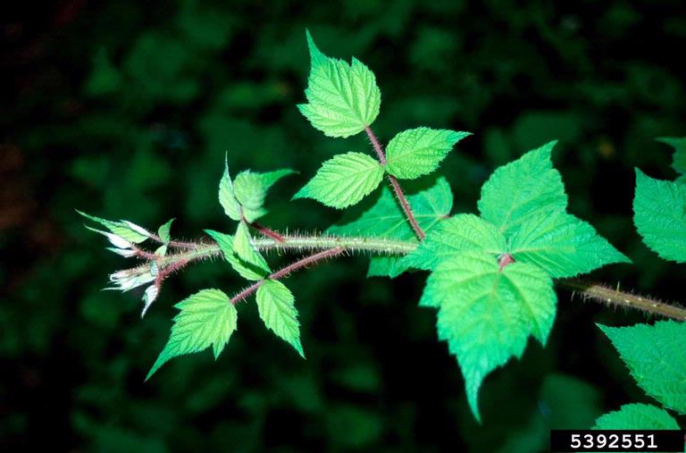 wine raspberry (Rubus phoenicolasius Maxim.)
