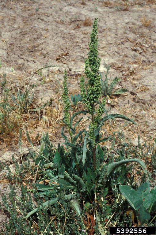 curly dock (Rumex crispus L.)