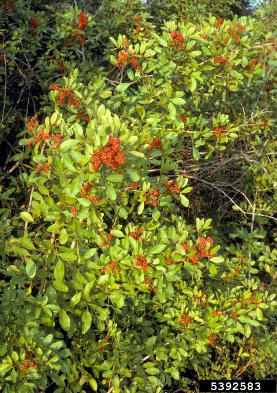 Brazilian peppertree (Schinus terebinthifolia)