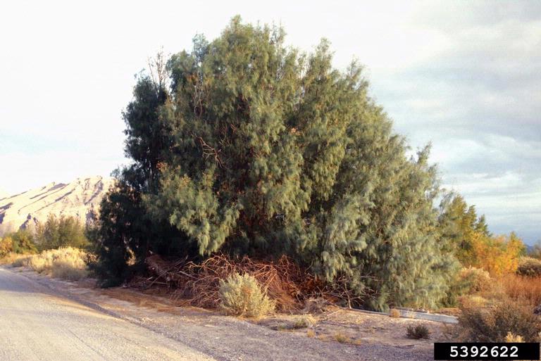 Athel tamarisk (Tamarix aphylla)
